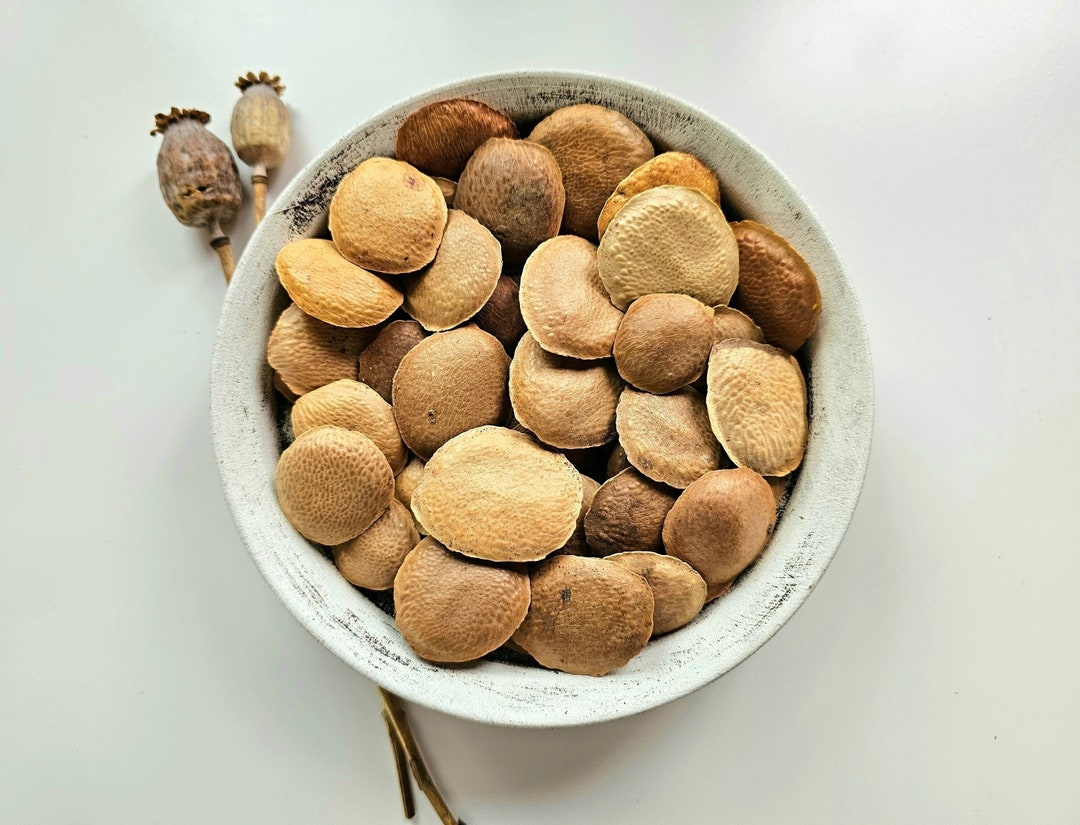 Sucupira Dried Whole Seeds, 25g, 50g, 100g, Pterodon Emarginatus ...