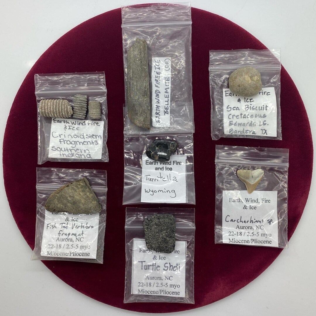 111) C) #3 Box Ocean Fossils Starter Kit (USA) - Etsy