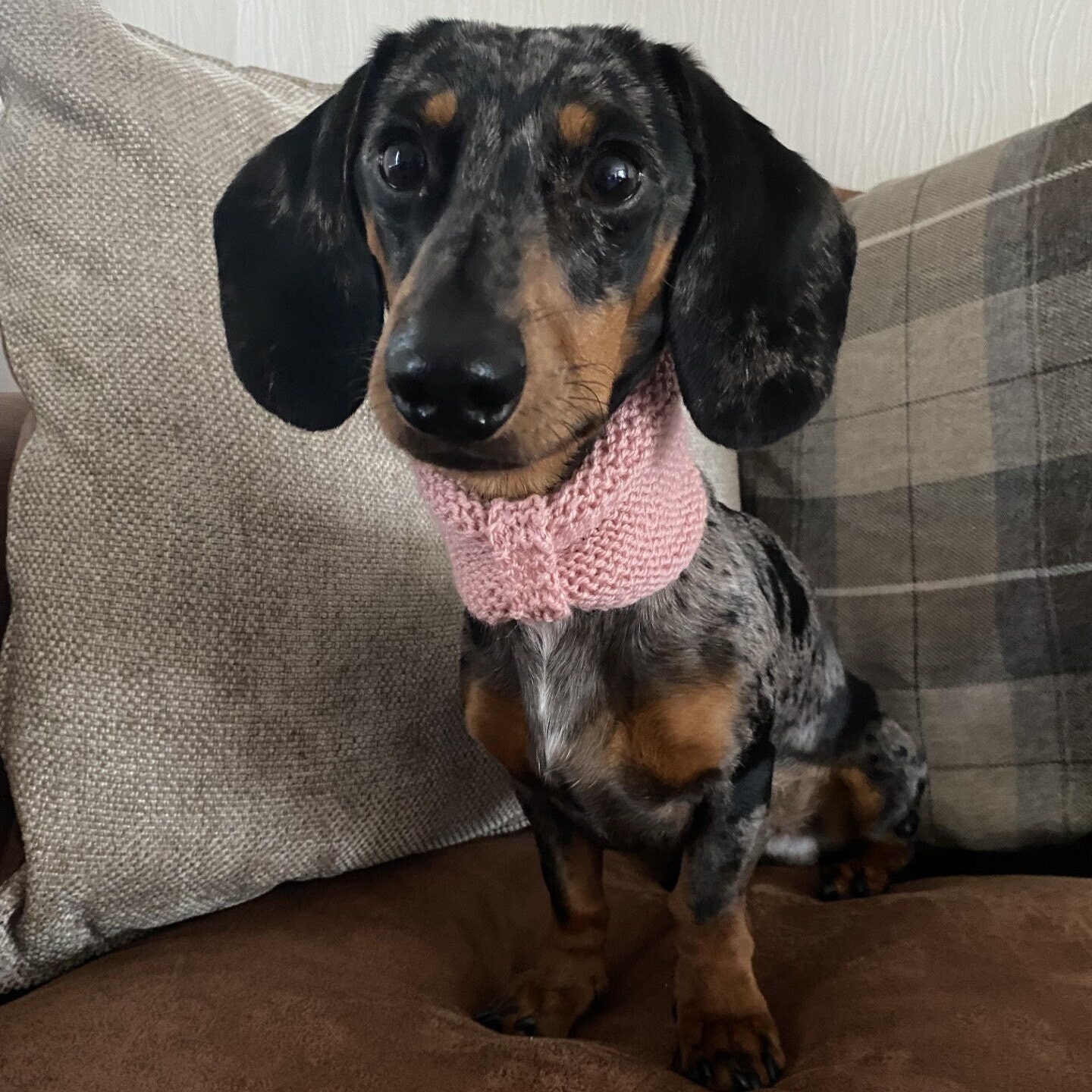 Sausage Dog Scarf Etsy Ireland