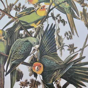 Carolina Parrot 11" X 14" Audubon Birds of America Print Suitable for ...