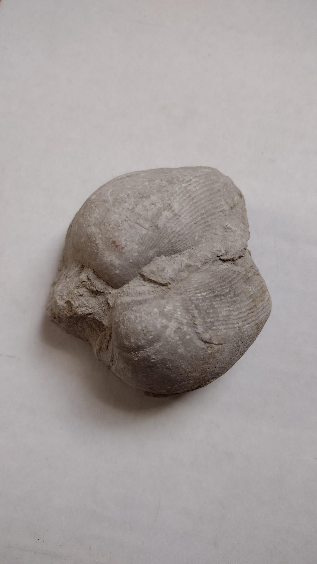 Ohio Brachiopod in Limestone/ 2.75 in X 2.5 In/6.5 Oz/ Devonian Fossils ...