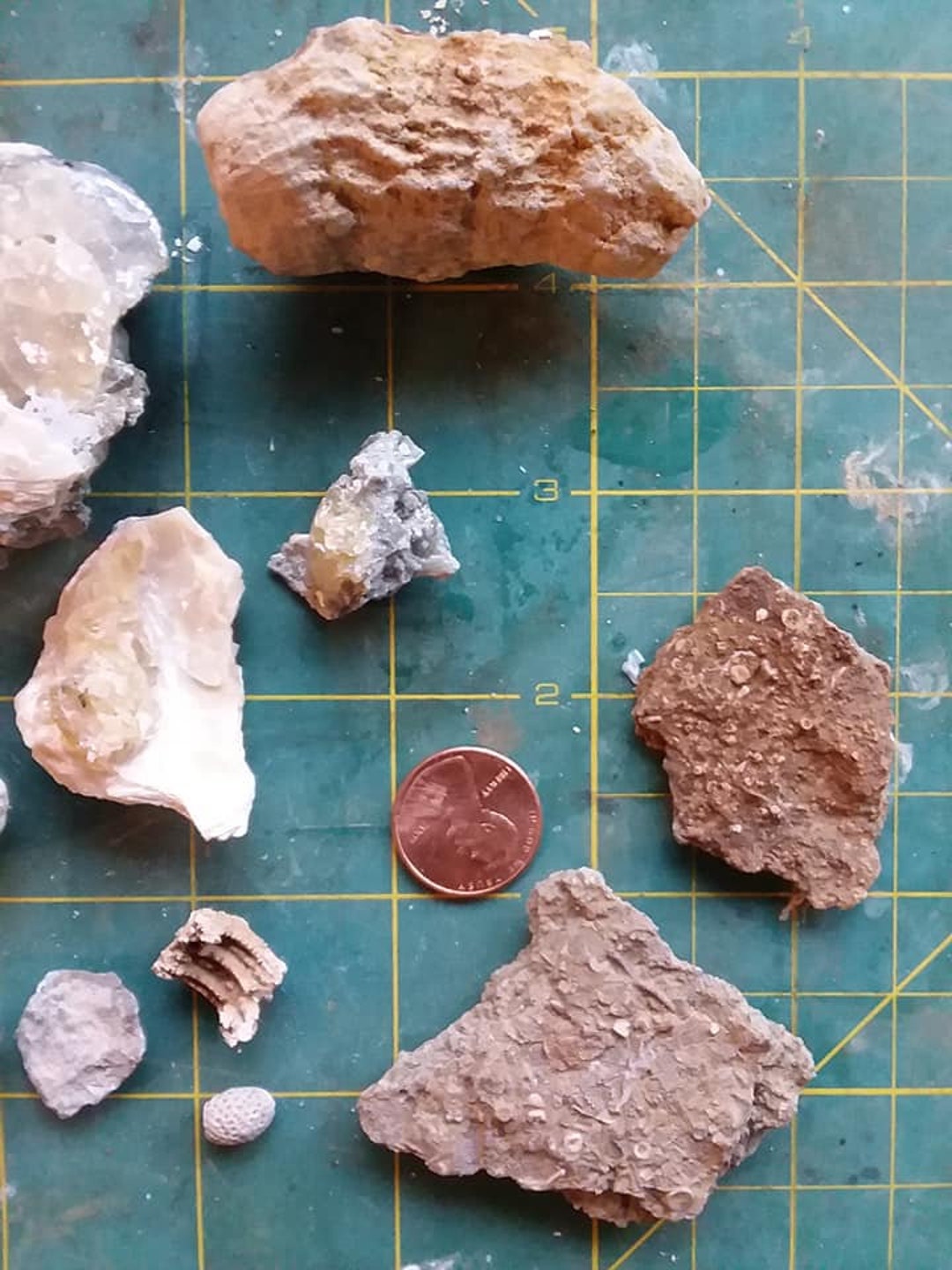 Assorted Fossil Lot//11 Pieces//horn Corn//fossilized Clam//calcite ...