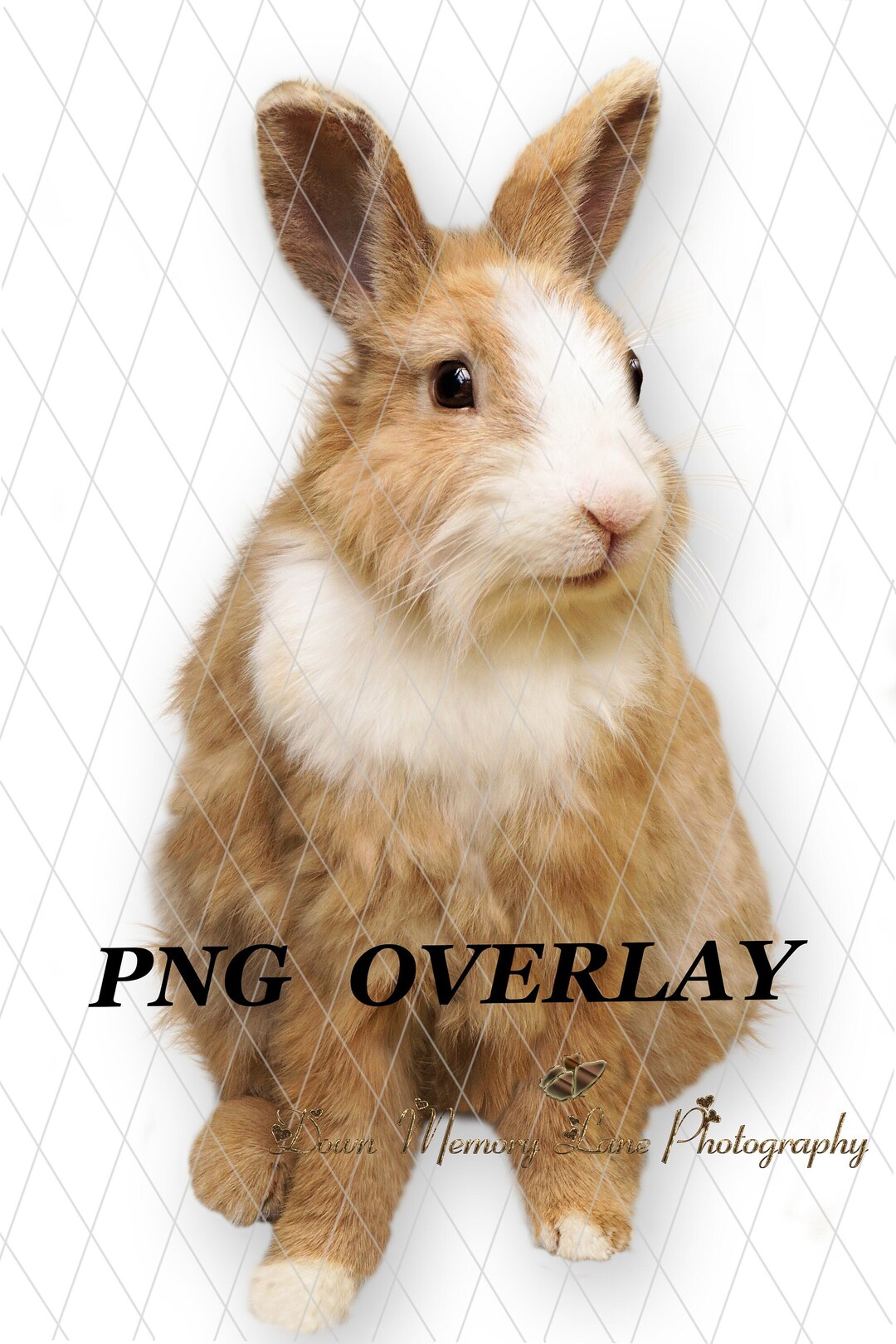 Real Bunny Rabbit Digital Overlay, CU OK, When Mom Wants a Live Bunny ...