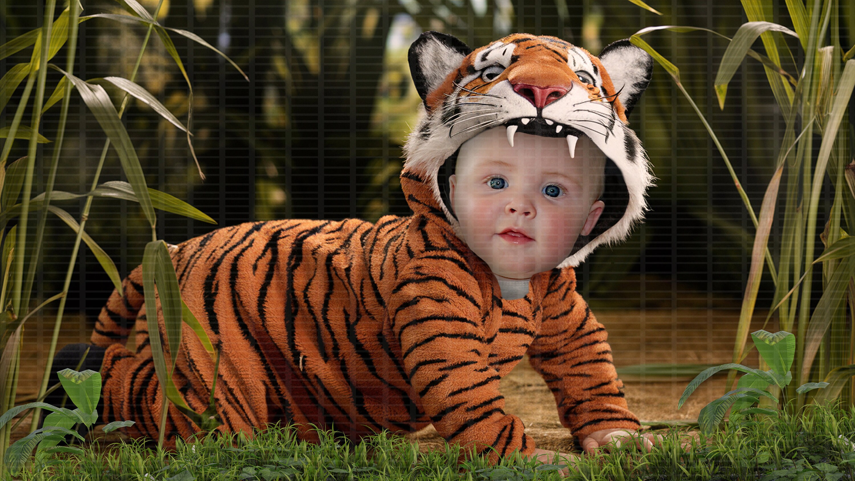Animal Face Insert Digital Backgrounds, Roaring Lions, Crouching Tigers ...