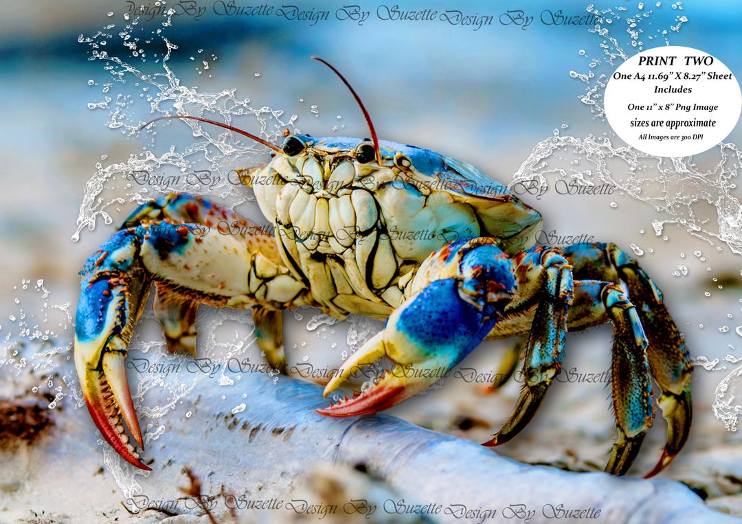 Blue Crab , A4 Rice Paper for Decoupage, Nautical Collage - Etsy