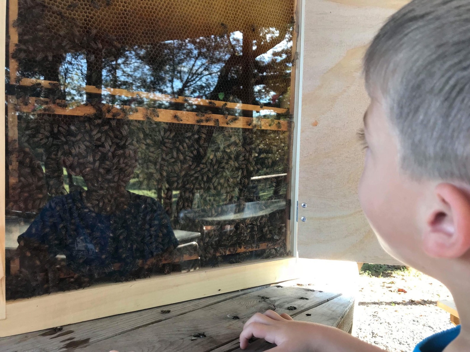 Observation Bee Hive (holds 12 Medium Frames) With Double-side Plexi ...