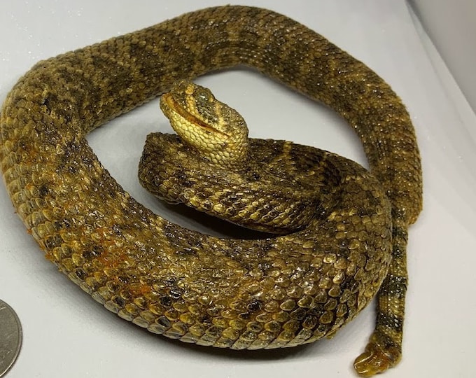 REAL RATTLESNAKE! and Other Freeze Dried SNAKES! - Etsy