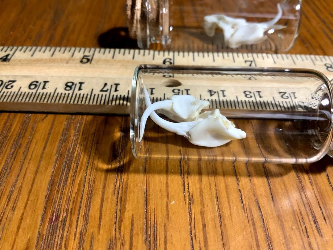 PAIR X-LG Rattlesnake Fangs in Bottle - Etsy