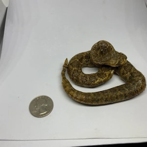 REAL RATTLESNAKE and Other Freeze Dried SNAKES - Etsy Australia