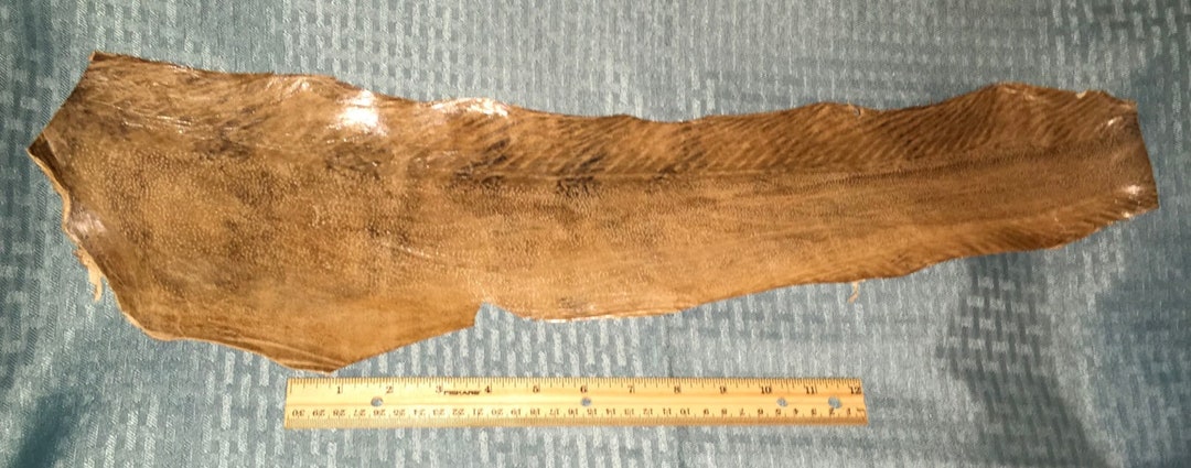 Beautiful EEL Skins! Only 4 Colors Left - Etsy