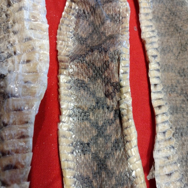 Real Snake Skin - Etsy