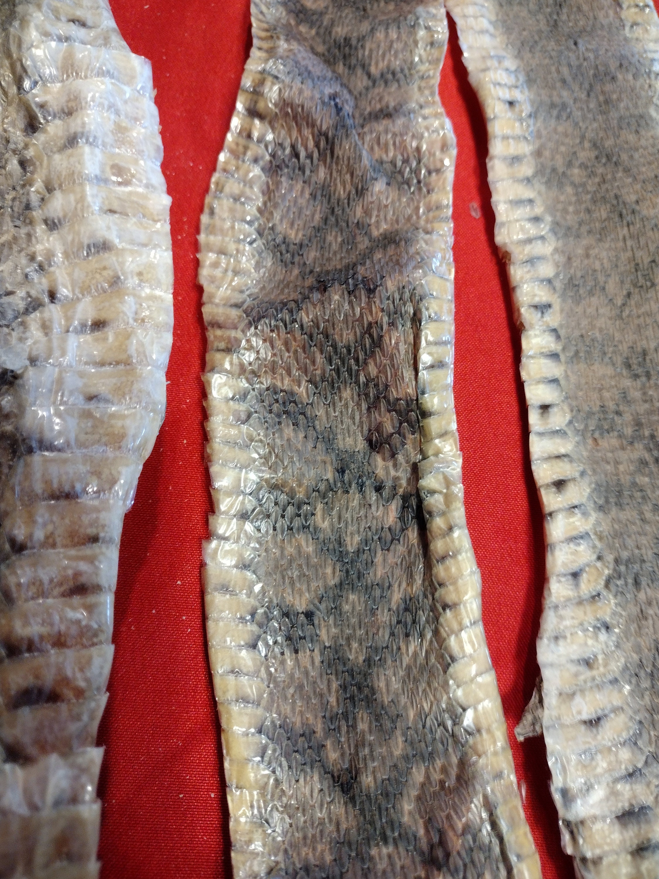 ASSORTED TEXAS SNAKE Skins - Etsy