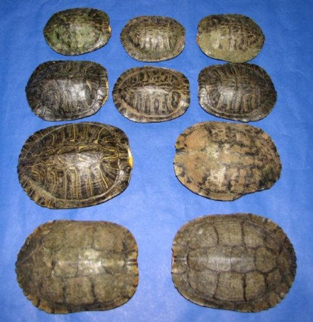 Red Eared Slider Turtle Shells - Etsy