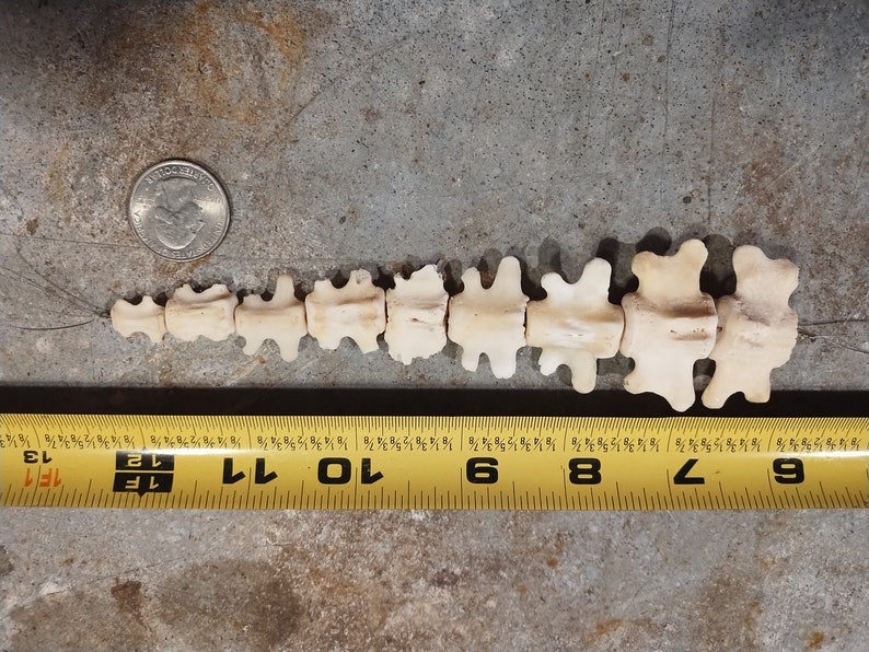 Articulated BEAVER TAIL BONES - Etsy