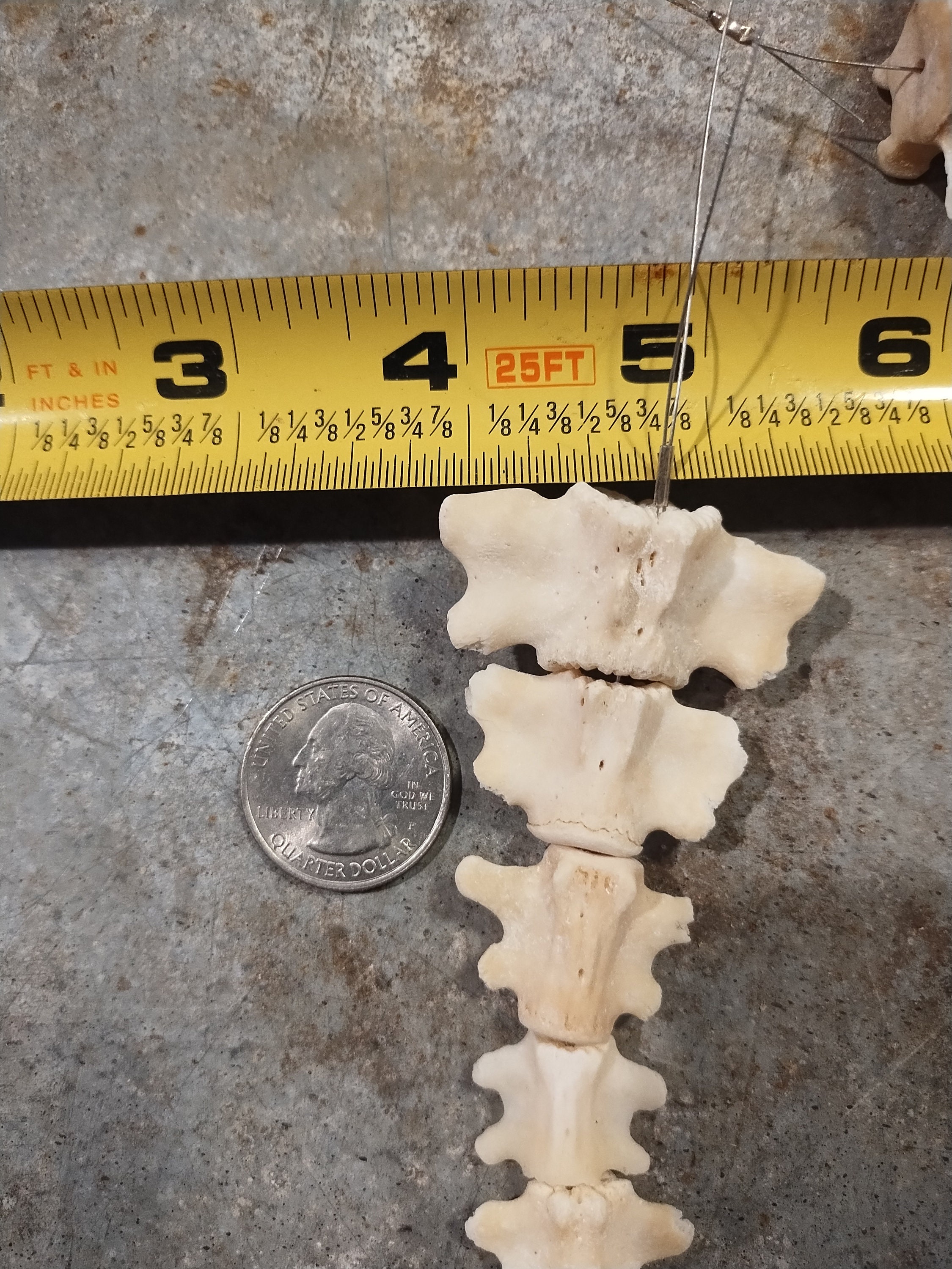 Articulated BEAVER TAIL BONES - Etsy