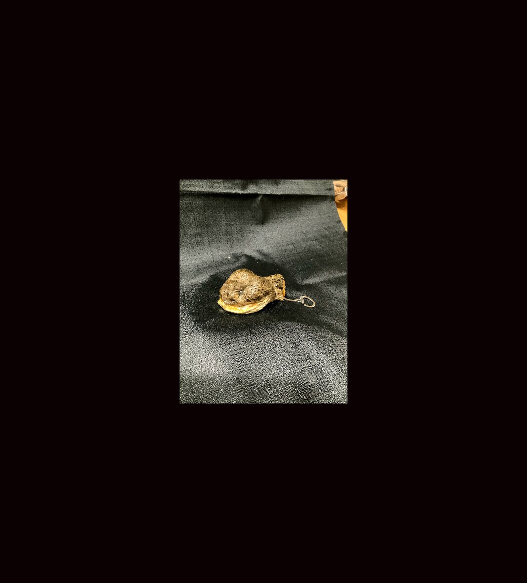 Rattlesnake Heads - FREEZE DRIED Western Diamondbacks! - Etsy