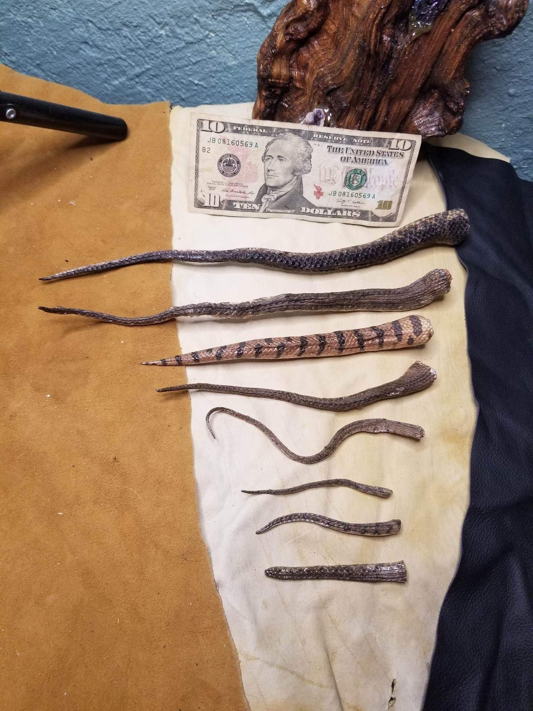 Freeze Dried Snake Tails: Texas Diamondback Craft Supplies - Etsy