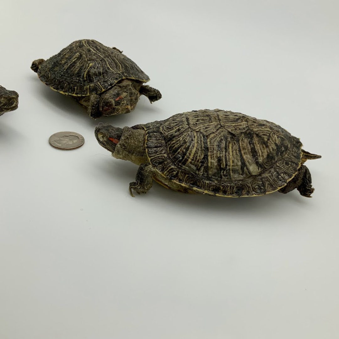 TURTLES - FREEZE DRIED - Best Pet Ever! - Etsy