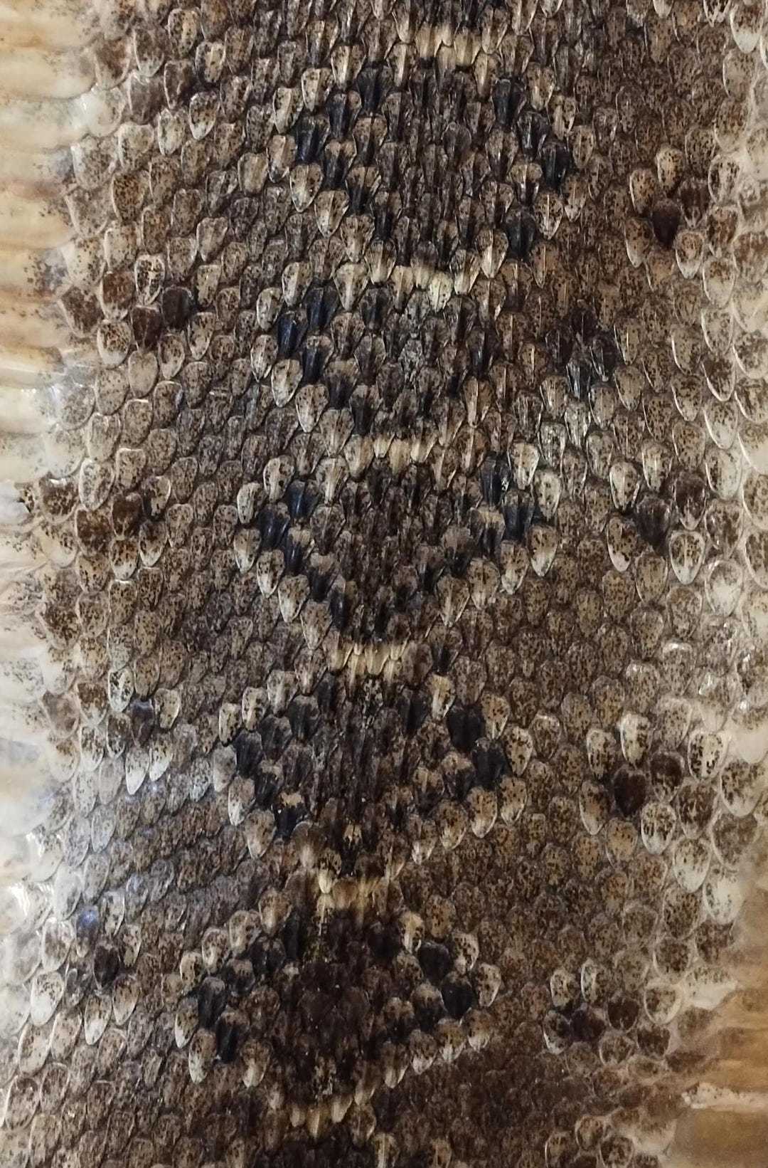 Rattlesnake Skin WITH RATTLE - Texas Western Diamondback Rattlesnake ...
