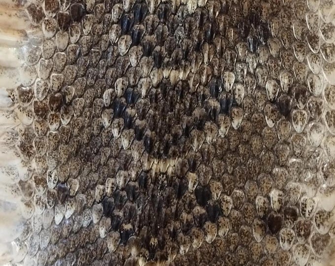 1 Bag Real Western Diamondback Rattle Snake Skin Scrap Animal Tanned ...
