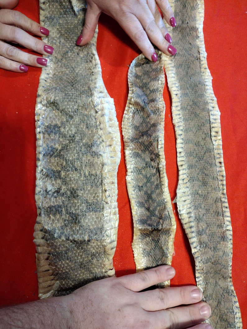 ASSORTED TEXAS SNAKE Skins - Etsy