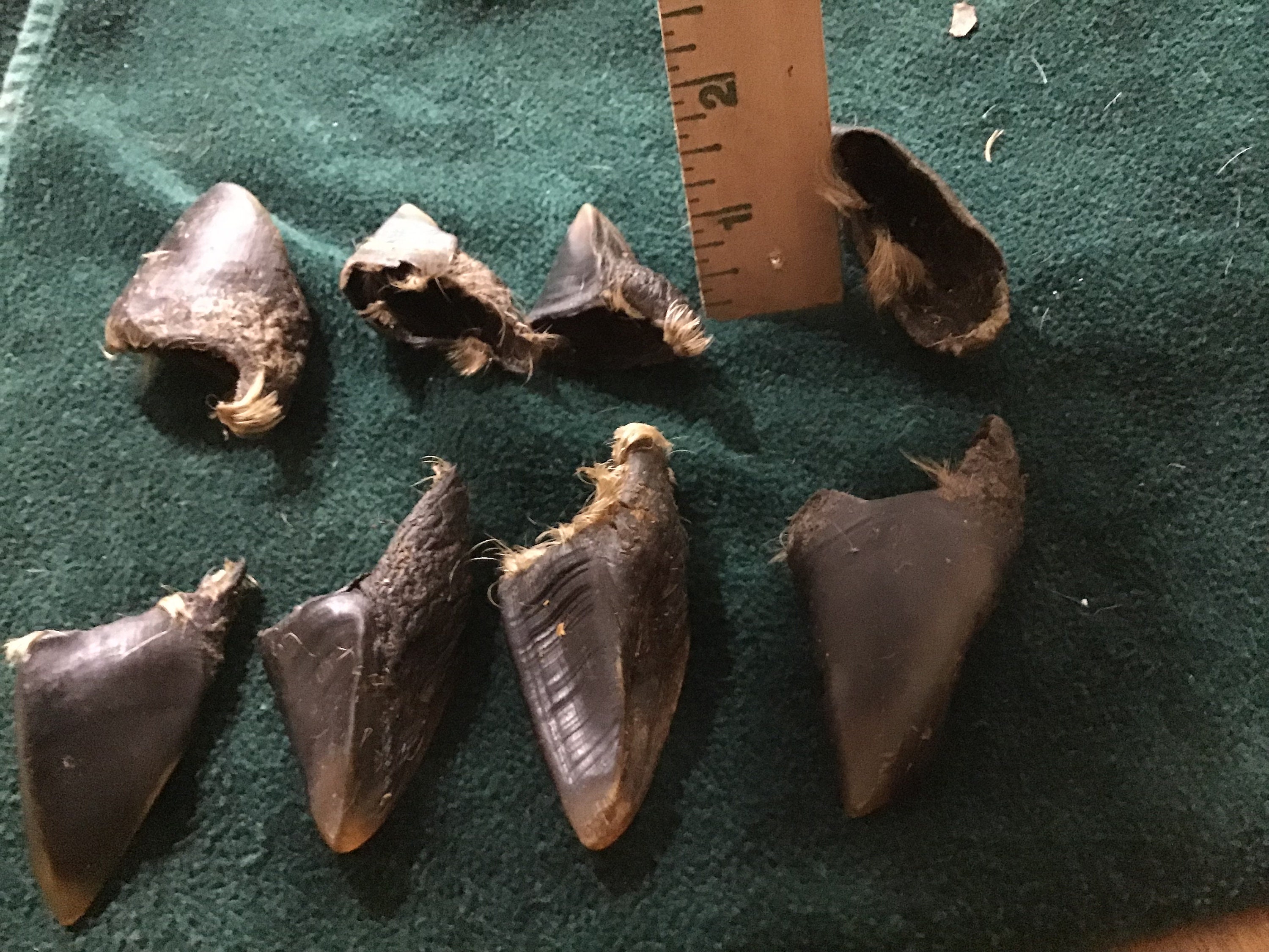 Real Deer Toes | Etsy