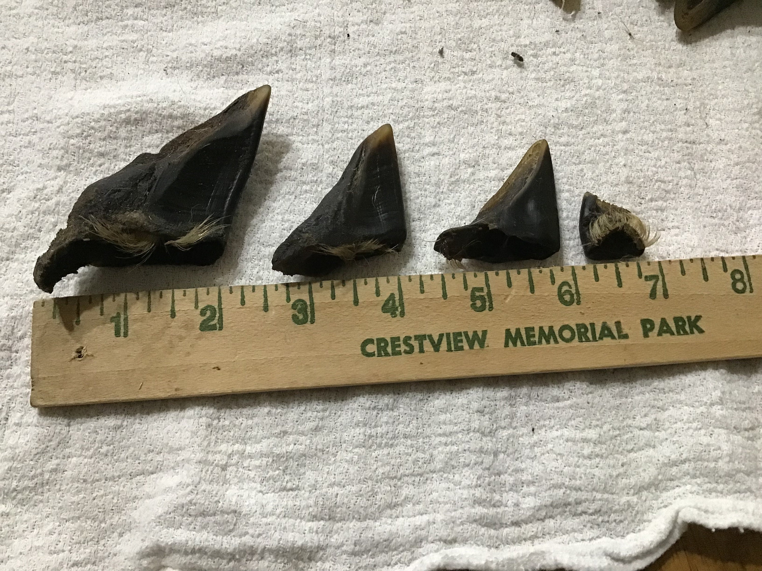 Real Deer Toes | Etsy