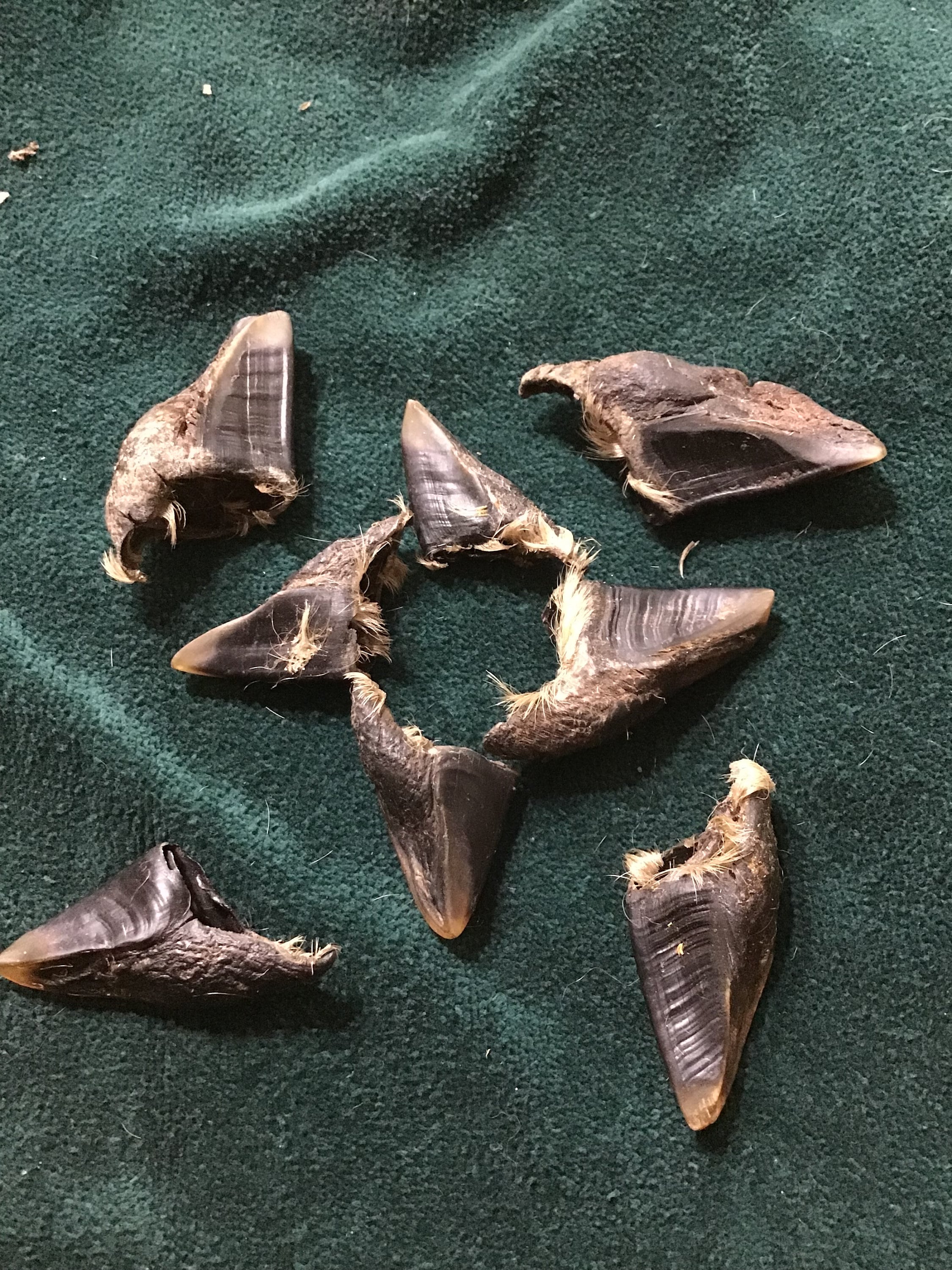 Real Deer Toes | Etsy