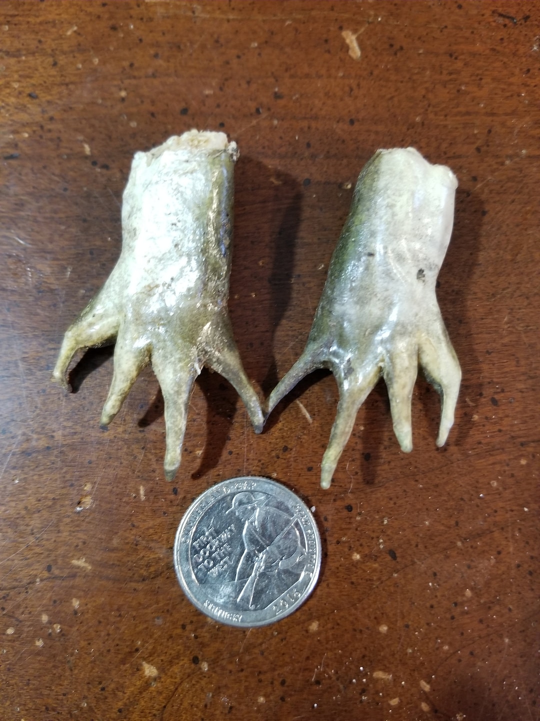 BULL FROG FEET -- Freeze-dried - Etsy