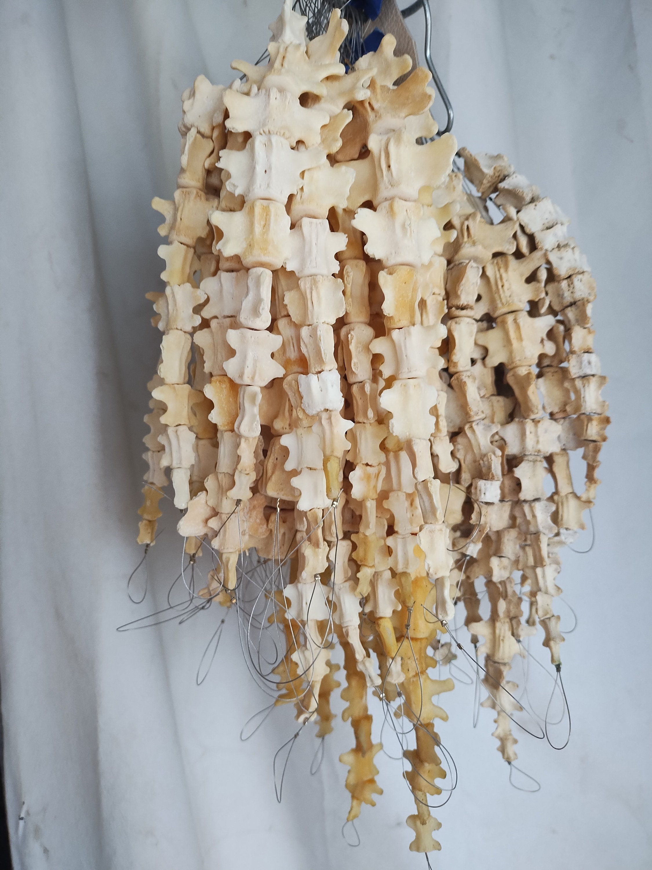 Articulated BEAVER TAIL BONES - Etsy