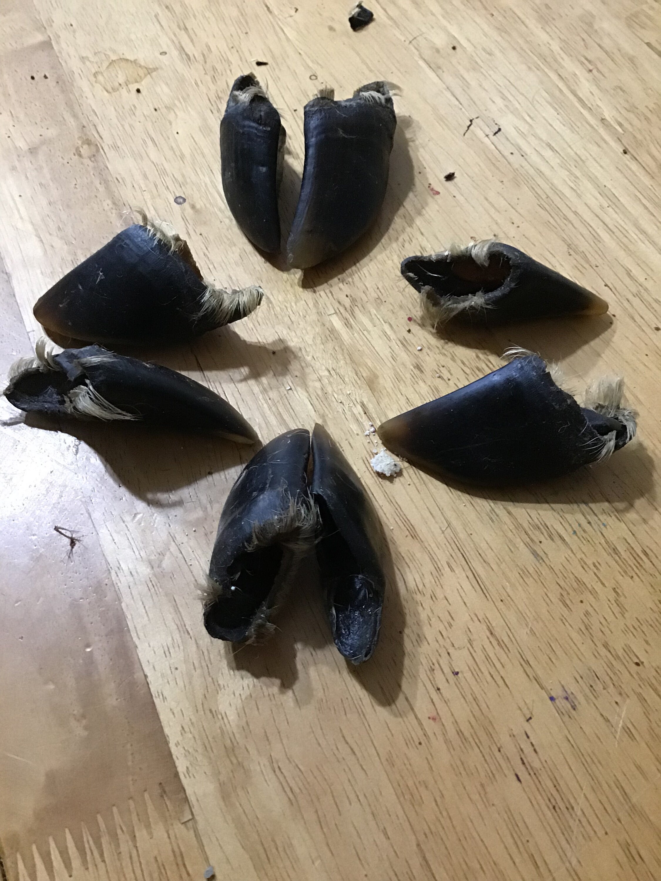 Real Deer Toes - Etsy