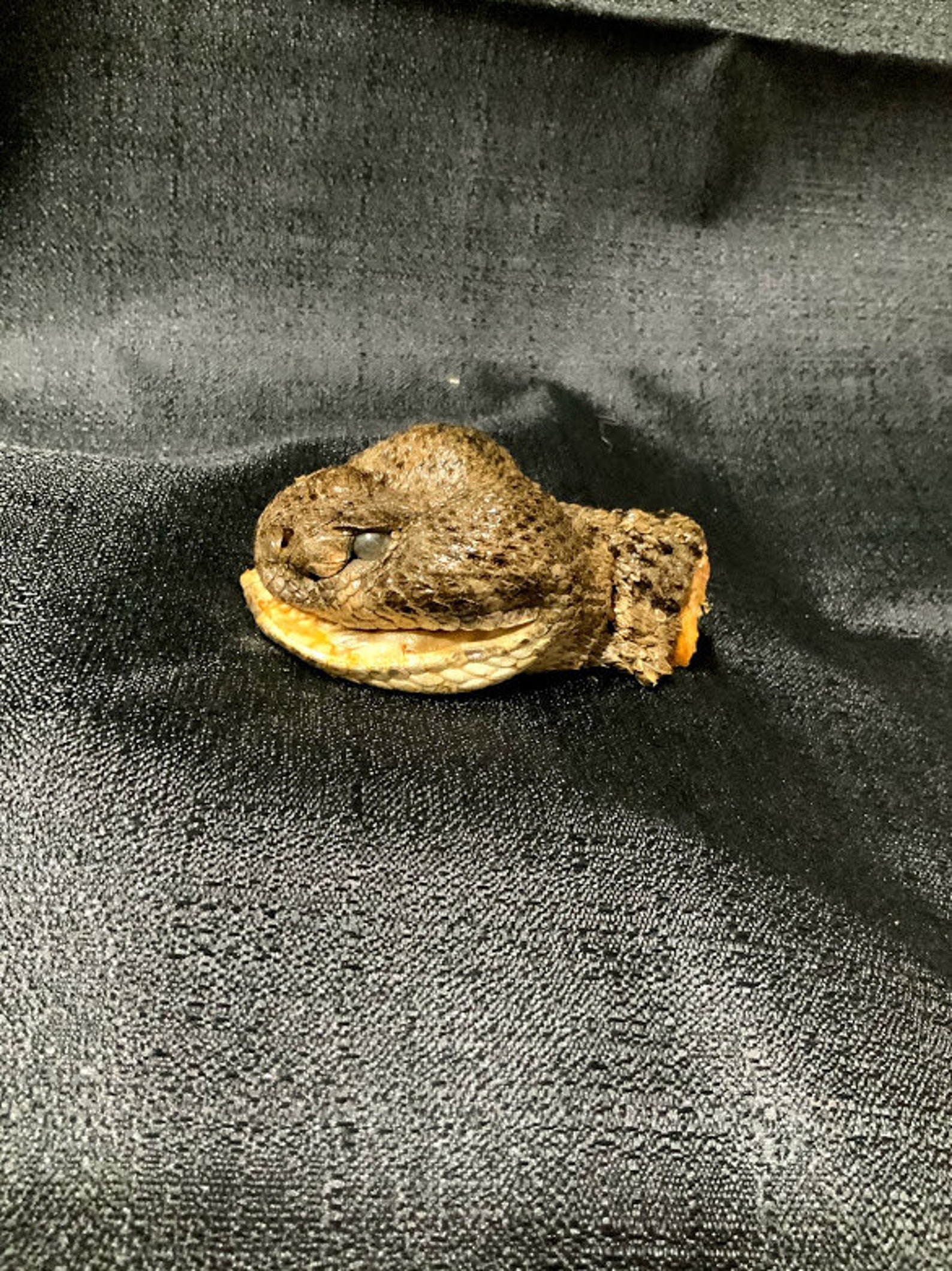 Rattlesnake Heads - FREEZE DRIED Western Diamondbacks! - Etsy