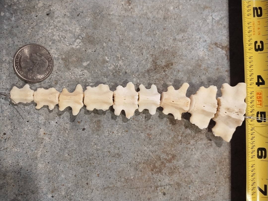 Articulated BEAVER TAIL BONES - Etsy