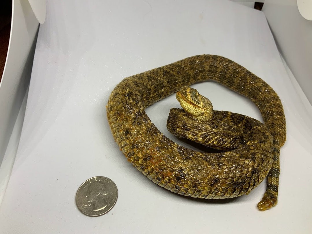 REAL RATTLESNAKE! and Other Freeze Dried SNAKES! - Etsy