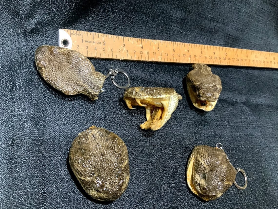 Rattlesnake Heads FREEZE DRIED Western Diamondbacks - Etsy