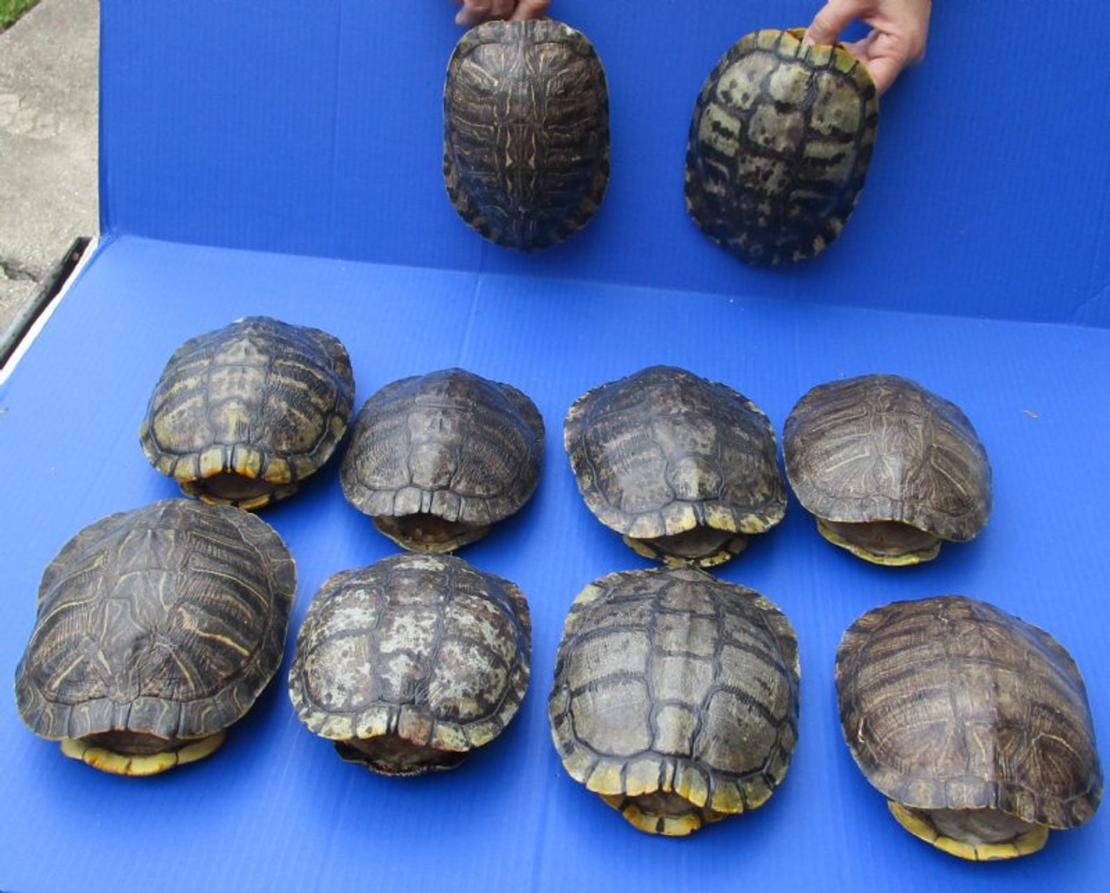 Red Eared Slider Turtle Shells - Etsy