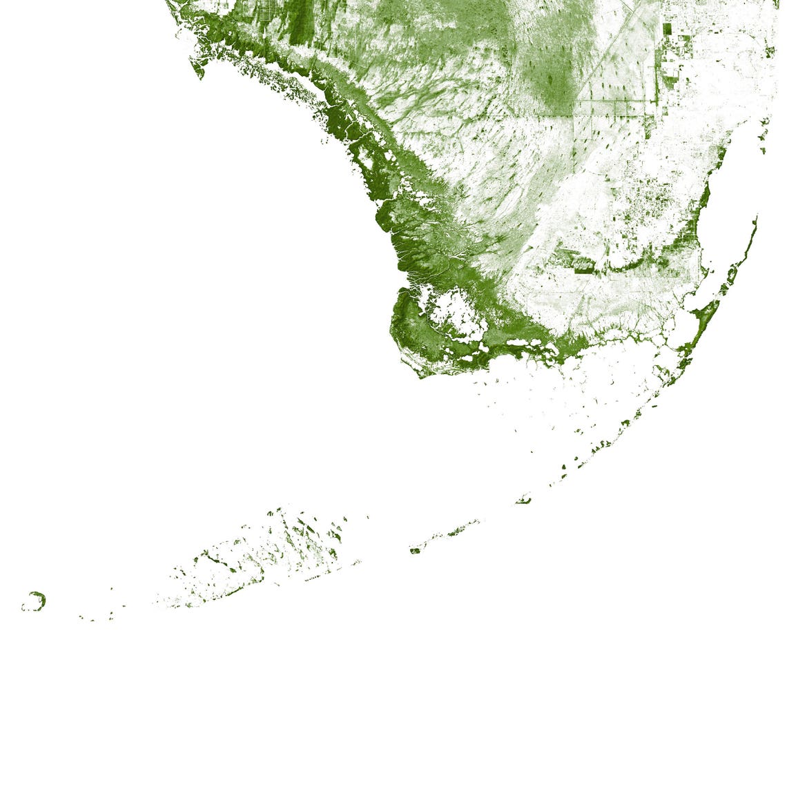 Forests of Florida Poster Print Physical Florida Map Print - Etsy
