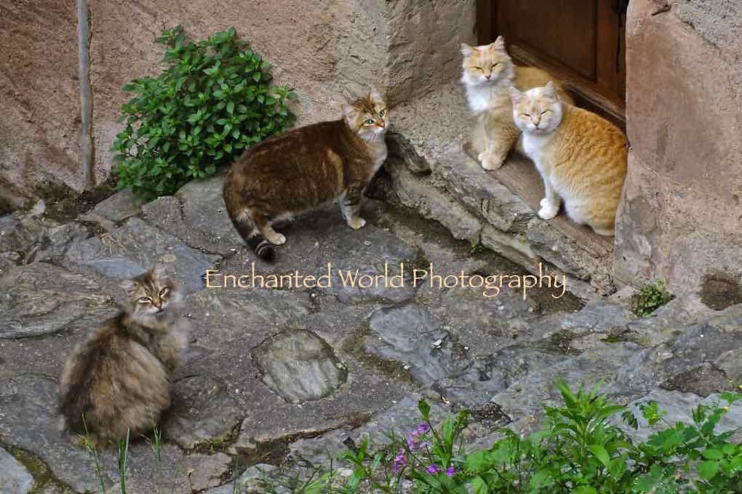 Cat Art Print, Cat Photography, French Cat Art, Photos of France, Cat ...