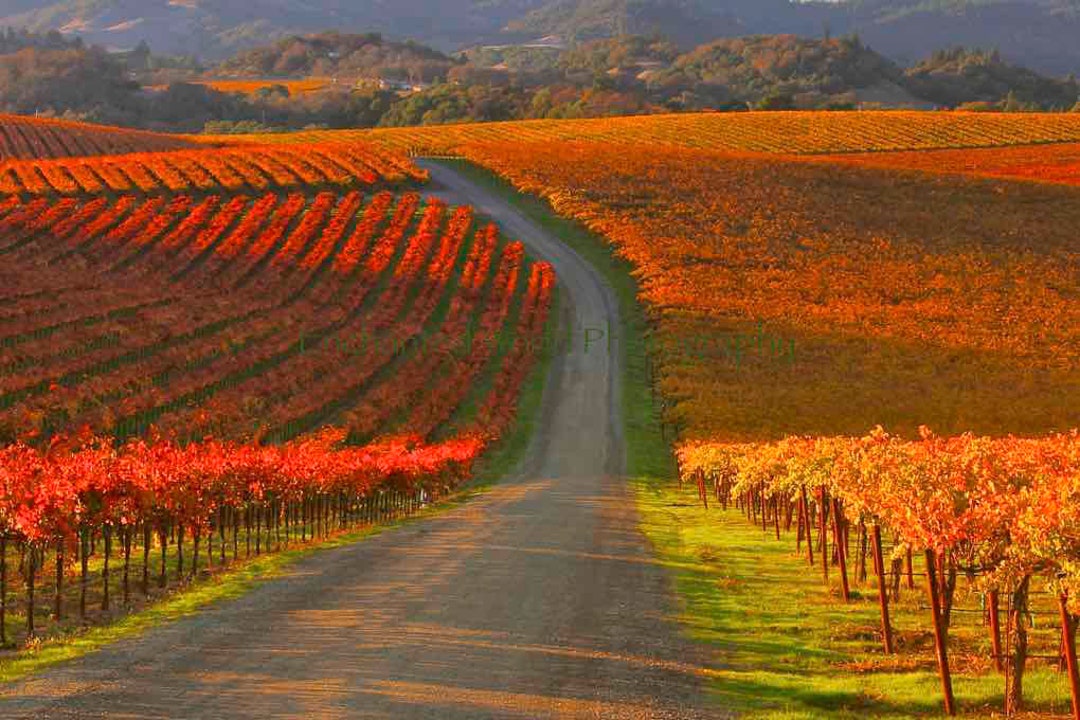 California Vineyard Photo, Vineyard Wall Decor, Napa Vineyard Print ...