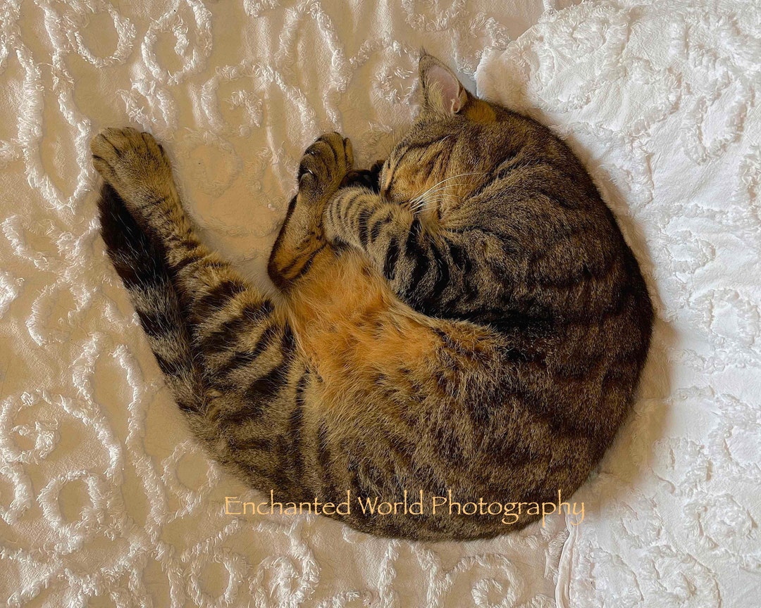 Hemingway Cat Print, Key West Cat Photo, Six Toed Cat, Cat Wall Art ...