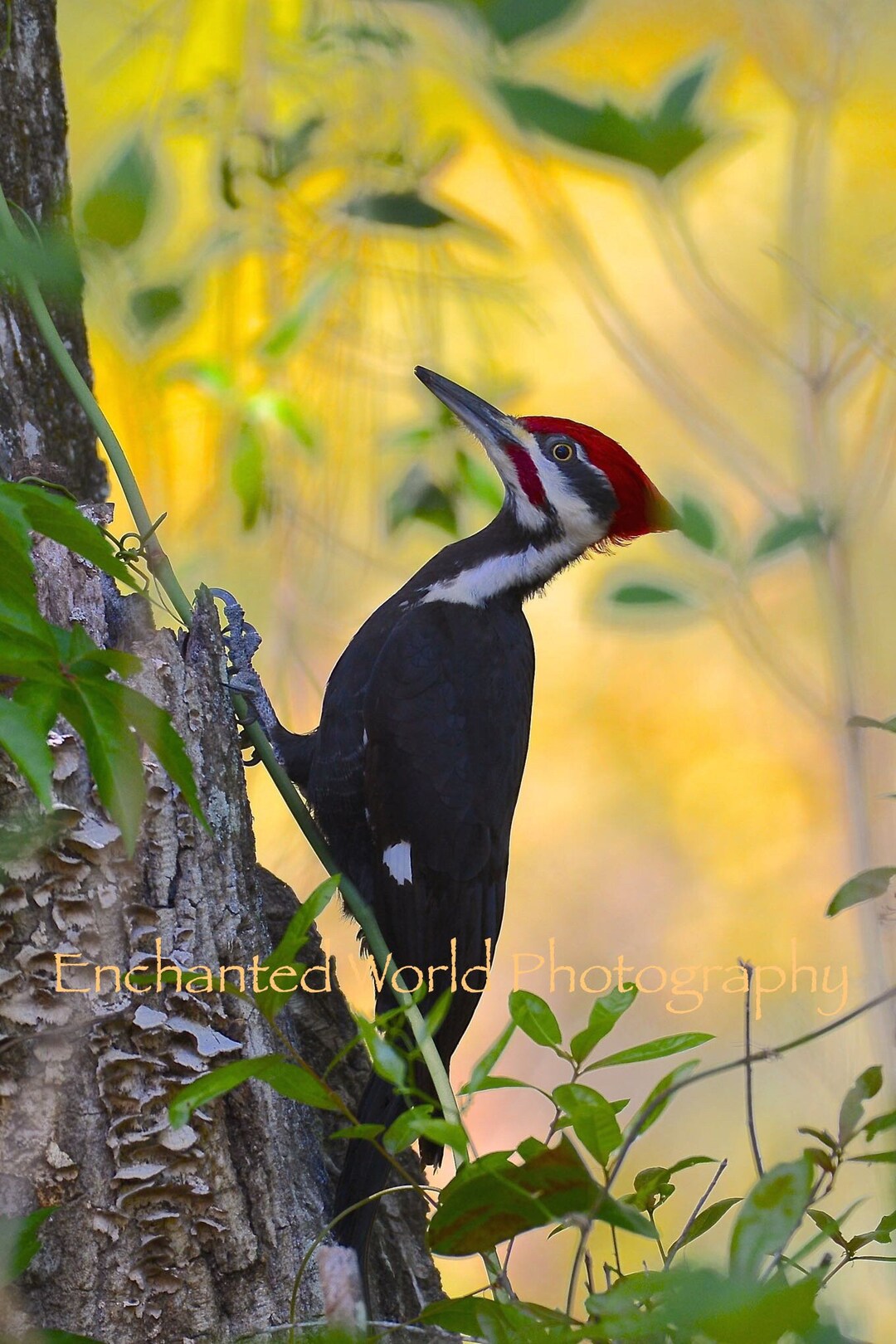 Pileated Woodpecker Print, Bird Photography, Bird Lover Gift, Bird Art ...