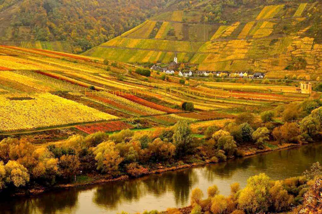 Bremm Germany Photo, Mosel River Vineyard Photo, Rhineland Photo ...