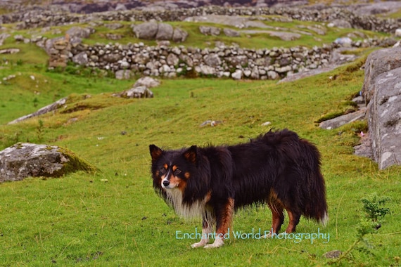 Irish Sheep Dog Print Sheep Dog Photo Photo of Ireland Dog - Etsy Ireland