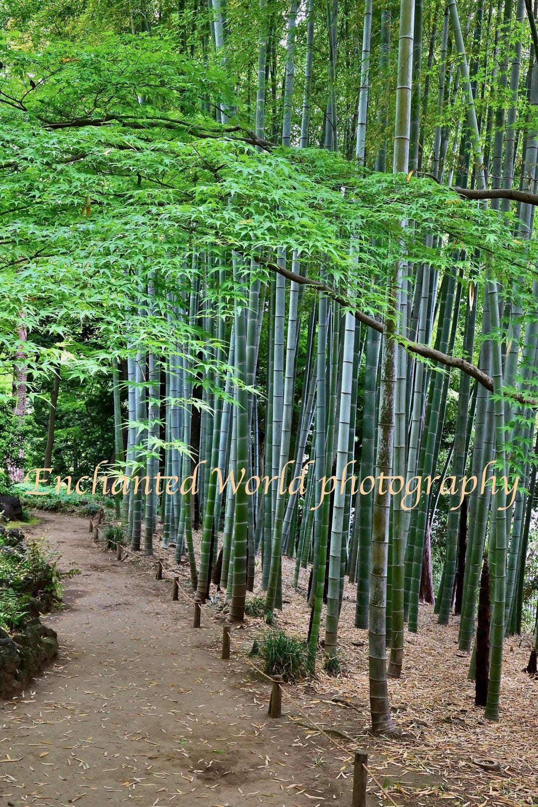 Bamboo Path in Japan, Japanese Garden Photo, Spiritual Path, Japan ...