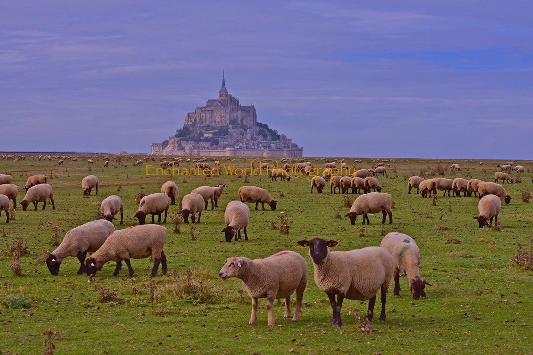 Mont St Michel Photo, French Sheep Print, Sheep Art, Normandy France ...
