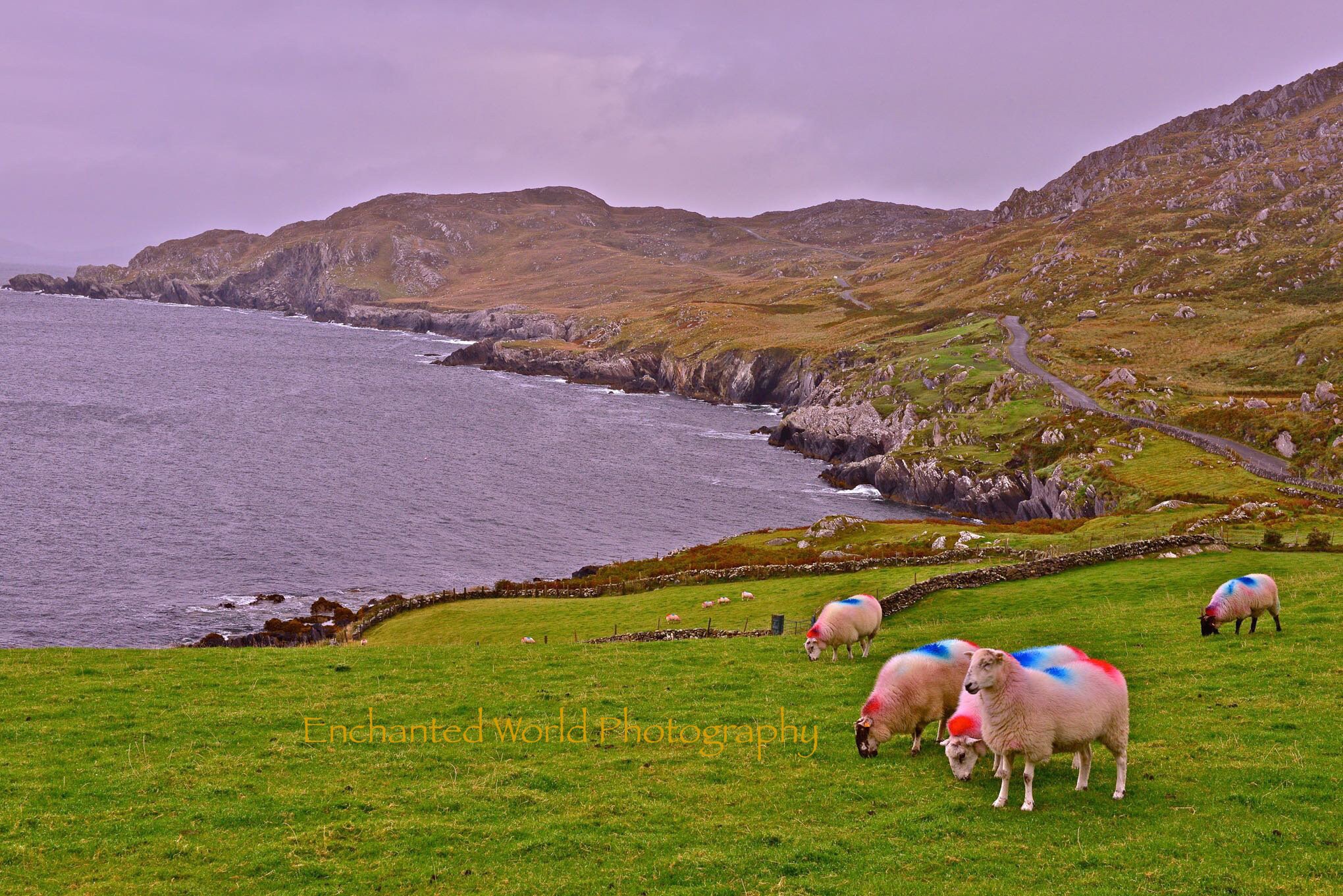Ireland Landscape Sheep