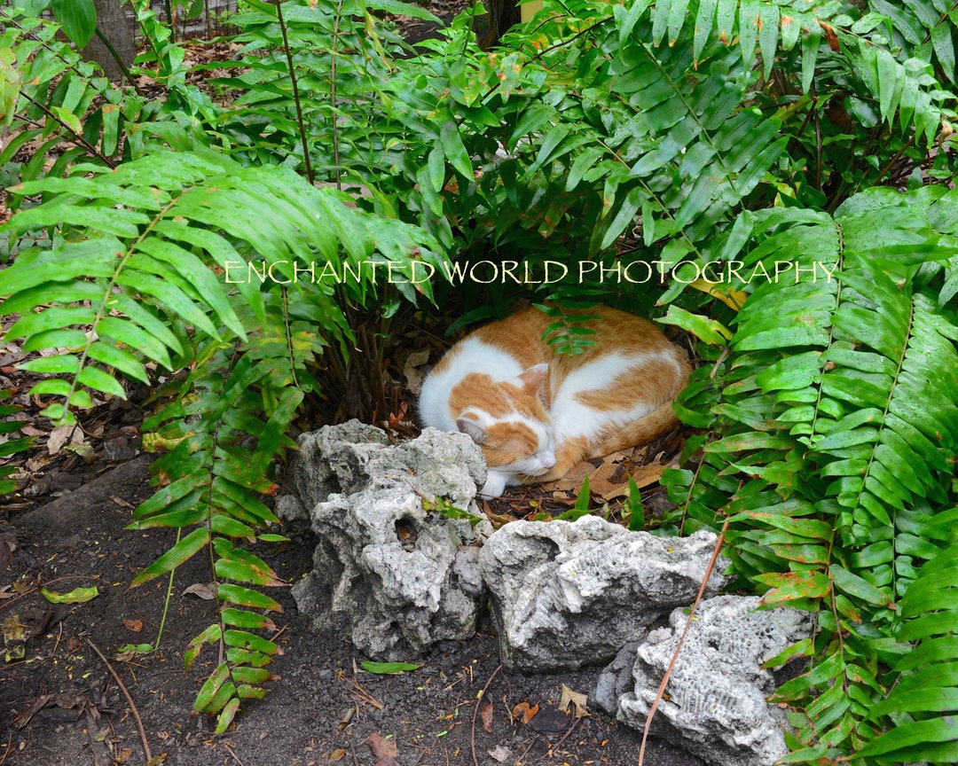 Hemingway Cat, Six Toed Cat, Key West Photo, Cat Photography, Sleeping ...