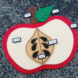 Parts of a Pumpkin and Parts of an Apple Bundle/pumpkin Anatomy/apple ...