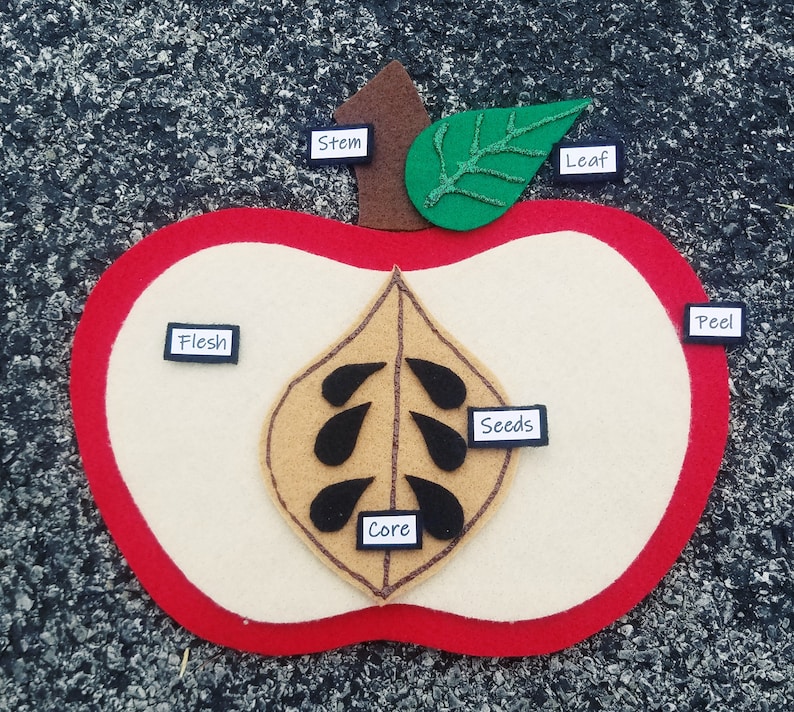 Parts of an Apple Felt Set Puzzle/montessori Science/homeschool Science ...