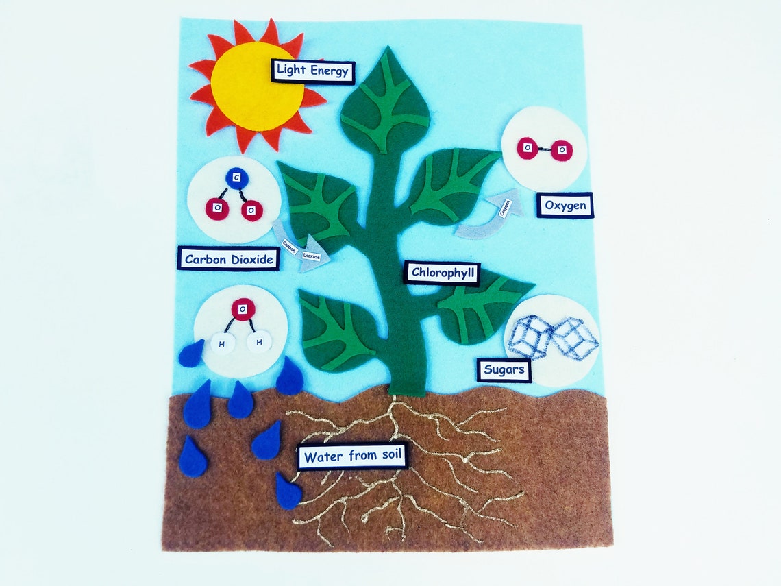 Photosynthesis Felt Set/homeschool Science/montessori Science/charlotte ...
